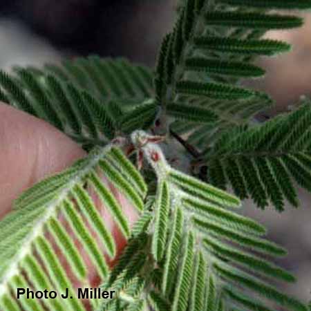 Factsheet - pennatula var. pennatula